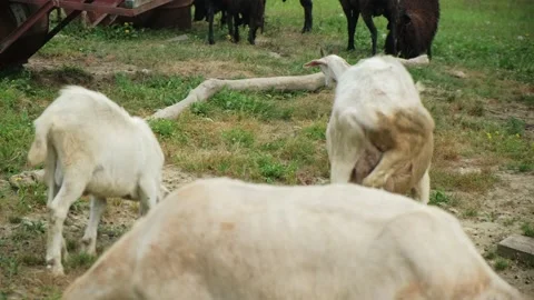 Scrotum Stock Video Footage | Royalty Free Scrotum Videos | Pond5