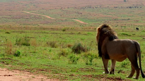 Dominant\ Stock Videos – Royalty-Free HD & 4K Videos | Pond5