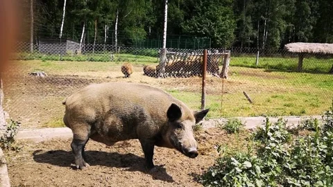 Dominant wild boar with large testicles ... | Stock Video | Pond5