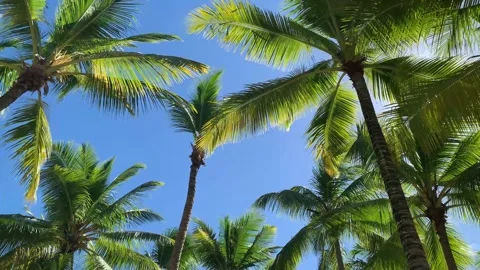 Two Dominican Stock Videos – Royalty-Free HD & 4K Videos | Pond5