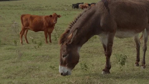 Donkey and cow on a farm | Stock Video | Pond5