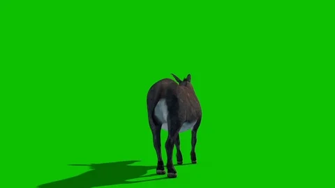 Donkey Animal Kick Green Screen Back Loo... | Stock Video | Pond5