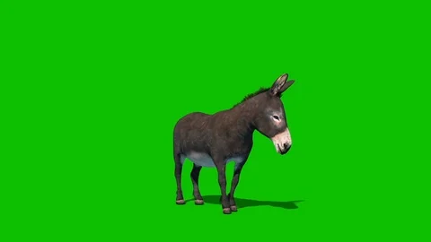 Green Green Screen Animal Stock Video Footage | Royalty Free Green ...
