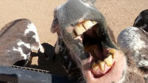 Donkey Stock Videos – Royalty-Free HD & 4K Videos