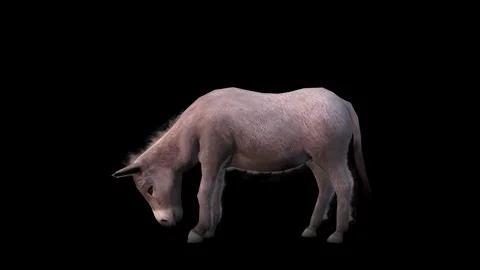 A donkey eating on black background with... | Stock Video | Pond5
