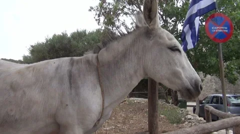 Donkey Sound Stock Videos – Royalty-Free HD & 4K Videos