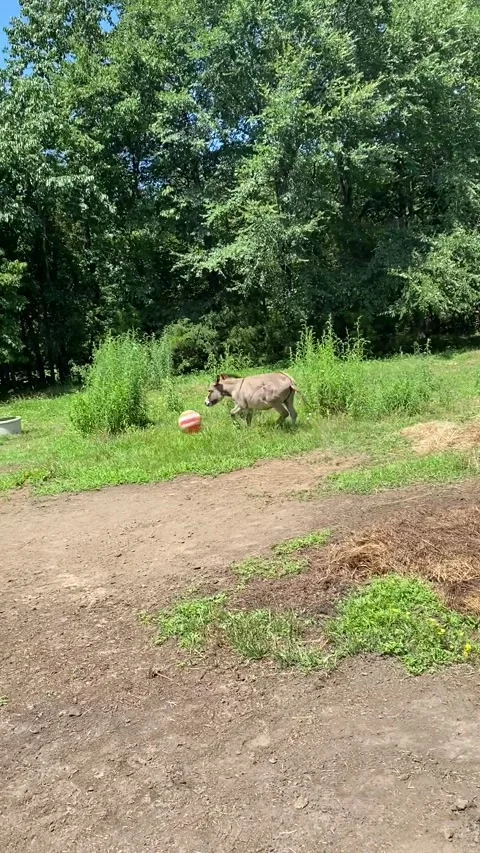 Inflatable Donkeys Stock Videos – Royalty-Free HD & 4K Videos | Pond5