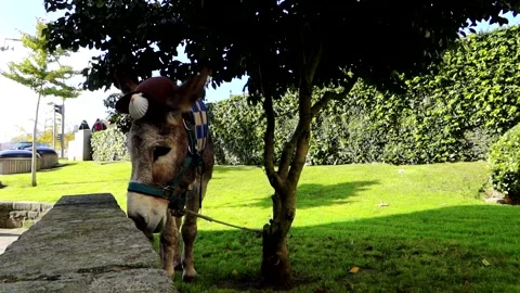 Donkey with a scallop shell and a blue s... | Stock Video | Pond5