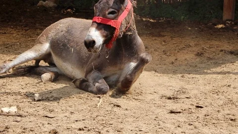 Laying Out A Stock Videos – Royalty-Free HD & 4K Videos | Pond5