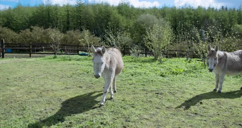 Donkey Walk Stock Videos – Royalty-Free HD & 4K Videos | Page 3
