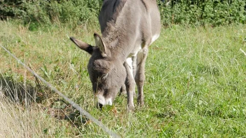 donkey will sit in the meadow. Donkey in... | Stock Video | Pond5