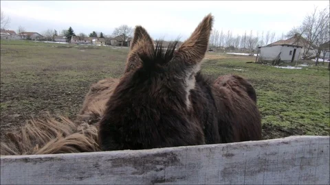 Funny Donkey Vector Stock Videos – Royalty-Free HD & 4K Videos