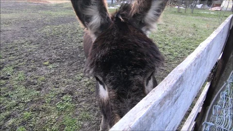 Funny Donkey Vector Stock Videos – Royalty-Free HD & 4K Videos