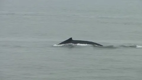Dorsal fin and the tail fluke of a humpb... | Stock Video | Pond5