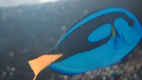 Dory fish swimming in tank with other fi... | Stock Video | Pond5