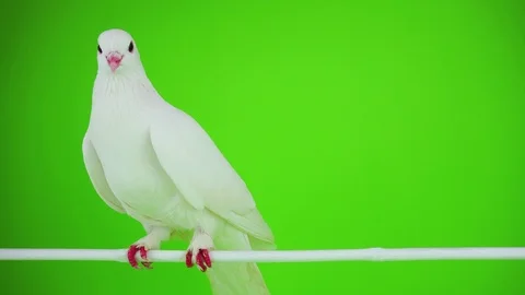 Dove Green Screen Stock Video Footage | Royalty Free Dove Green Screen ...