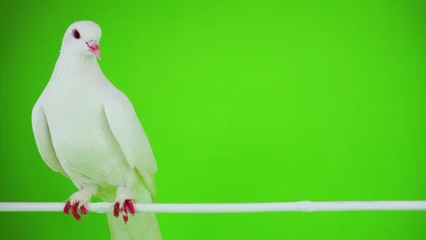 White Bird Green Screen Stock Video Footage | Royalty Free White Bird ...