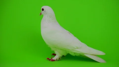 Dove Green Screen Stock Video Footage | Royalty Free Dove Green Screen ...