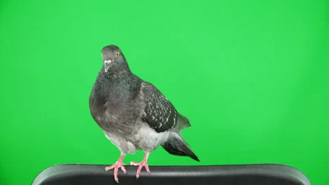 Dove Greenscreen Stock Video Footage | Royalty Free Dove Greenscreen ...