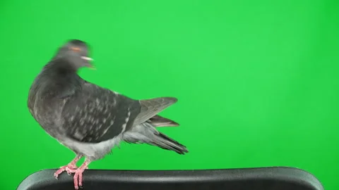 Dove Green Screen Stock Video Footage | Royalty Free Dove Green Screen ...
