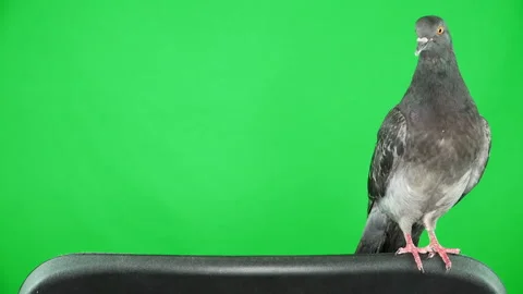 Green Screen Dove Stock Video Footage | Royalty Free Green Screen Dove ...