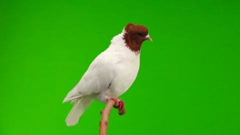 Dove Green Screen Stock Video Footage | Royalty Free Dove Green Screen ...