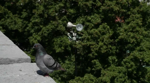 Dove Pooping Stock Footage ~ Royalty Free Stock Videos | Pond5