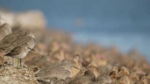 Dowitcher Stock Video Footage | Royalty Free Dowitcher Videos | Pond5