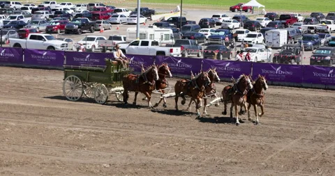 Draft six horse team wagon arena 4K | Stock Video | Pond5