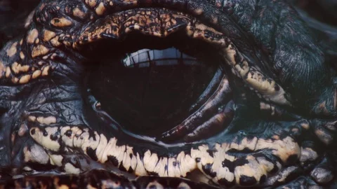Dragon Eye Blinking, Scary Fantasy Monst... | Stock Video | Pond5