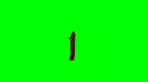 Worm Green Screen Stock Videos – Royalty-Free HD & 4K Videos | Pond5