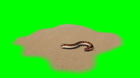 dragon worm attack and dies on sand base... | Stock Video | Pond5