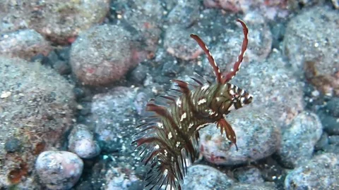 Swimming Dragon Stock Videos – Royalty-Free HD & 4K Videos