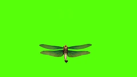 Dragonfly Bite Green Screen Animation 4K... | Stock Video | Pond5