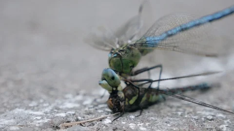 Dragonfly fight. The dragonfly bit off a... | Stock Video | Pond5