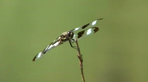 Dragonfly Landing Stock Videos – Royalty-Free HD & 4K Videos | Pond5