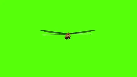 Dragonfly Flying Green Screen Animation ... | Stock Video | Pond5