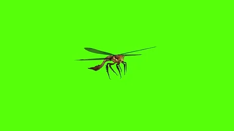Dragonfly Flying idle Green Screen Anima... | Stock Video | Pond5