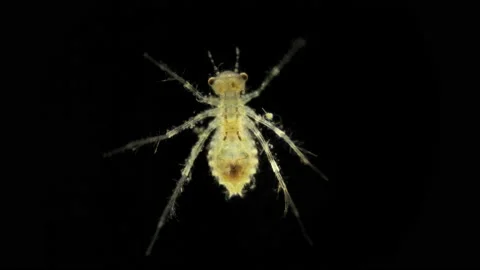 Dragonfly larva or nymph under a microsc... | Stock Video | Pond5