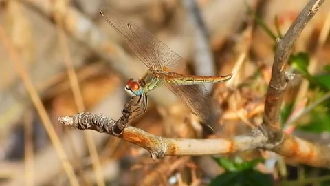 Dragonfly Farms Stock Videos – Royalty-Free HD & 4K Videos | Page 3