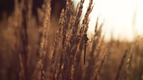 Dragonfly Farms Stock Videos – Royalty-Free HD & 4K Videos | Page 3