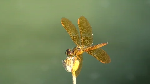 Surfing Pond5 Stock Videos – Royalty-Free HD & 4K Videos | Pond5