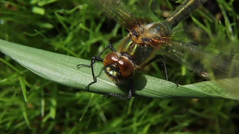 A dragonfly sits on the grass and flaps ... | Stock Video | Pond5