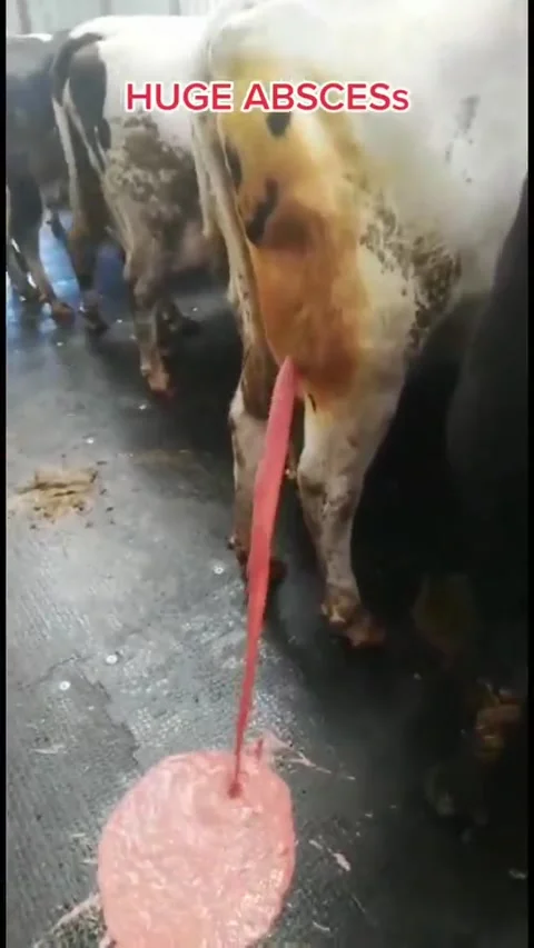 Draining a Huge Abscess on a Cow, Romani... | Stock Video | Pond5