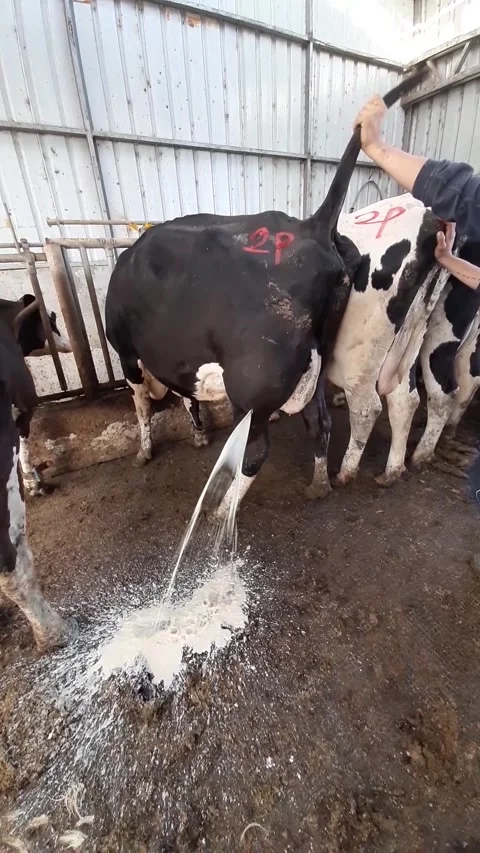 Draining a Huge Abscess on a Dairy Cow,... | Stock Video | Pond5