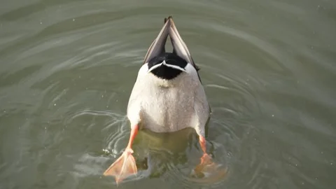 Ponds Shake Stock Videos – Royalty-Free HD & 4K Videos | Pond5