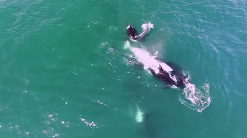 Killer Whale Aerial Stock Videos – Royalty-Free HD & 4K Videos | Pond5