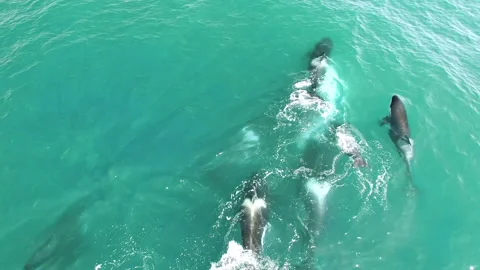 Killing Animals Video Stock Videos – Royalty-Free HD & 4K Videos | Pond5