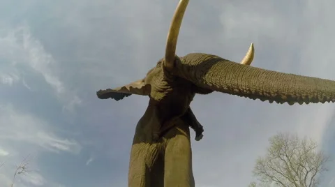 Dramatic footage of underneath African E... | Stock Video | Pond5