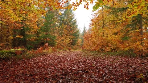 Dramy fall season forest path in slow mo... | Stock Video | Pond5